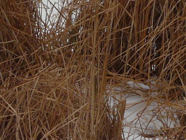 tall grass texture 0037 - Texturelib